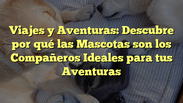 Viajes Y Aventuras: Descubre Por Qué Las Mascotas Son Los Compañeros ...