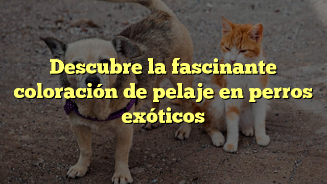 Descubre La Fascinante Coloración De Pelaje En Perros Exóticos ...