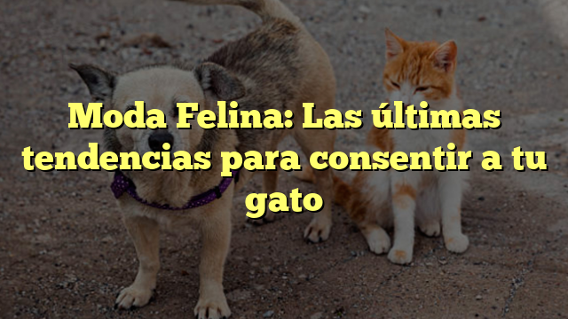 Moda Felina: Las últimas Tendencias Para Consentir A Tu Gato - Mascotas ...