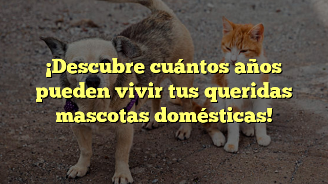 ¡Descubre Cuántos Años Pueden Vivir Tus Queridas Mascotas Domésticas! - Mascotas Con Estilo