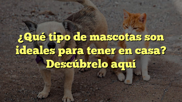 ¿Qué Tipo De Mascotas Son Ideales Para Tener En Casa? Descúbrelo Aquí ...