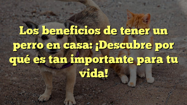 Los Beneficios De Tener Un Perro En Casa: ¡Descubre Por Qué Es Tan ...