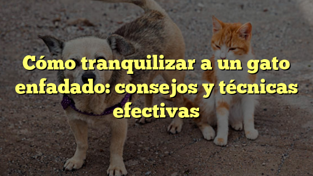 Cómo Tranquilizar A Un Gato Enfadado: Consejos Y Técnicas Efectivas ...