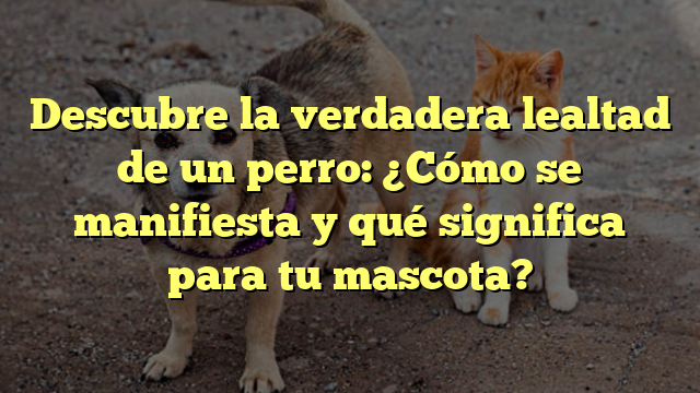 Descubre La Verdadera Lealtad De Un Perro: ¿Cómo Se Manifiesta Y Qué ...