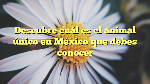 Descubre Cuál Es El Animal único En México Que Debes Conocer - Mascotas ...