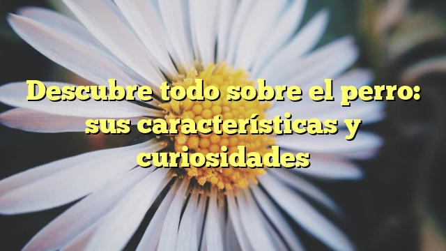 Descubre Todo Sobre El Perro: Sus Características Y Curiosidades ...