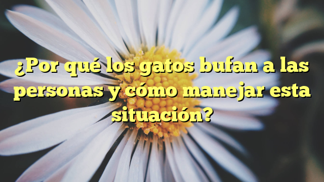 ¿Por Qué Los Gatos Bufan A Las Personas Y Cómo Manejar Esta Situación ...